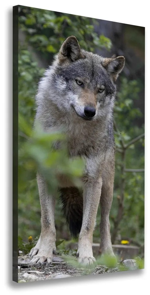 Wallmuralia Foto obraz canvas Vlk v lese 50x100 cm