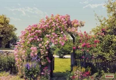 Fototapeta Komar, Rose Garden, 8-936