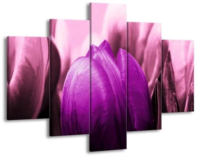 Obraz fialového tulipánu  (150x105 cm), 40 dalších rozměrů