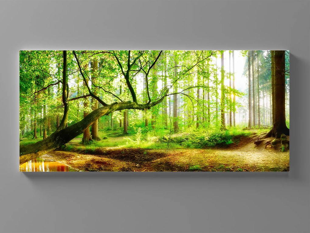 Liox Les v paprscích slunce Rozměr: 120 x 55 cm