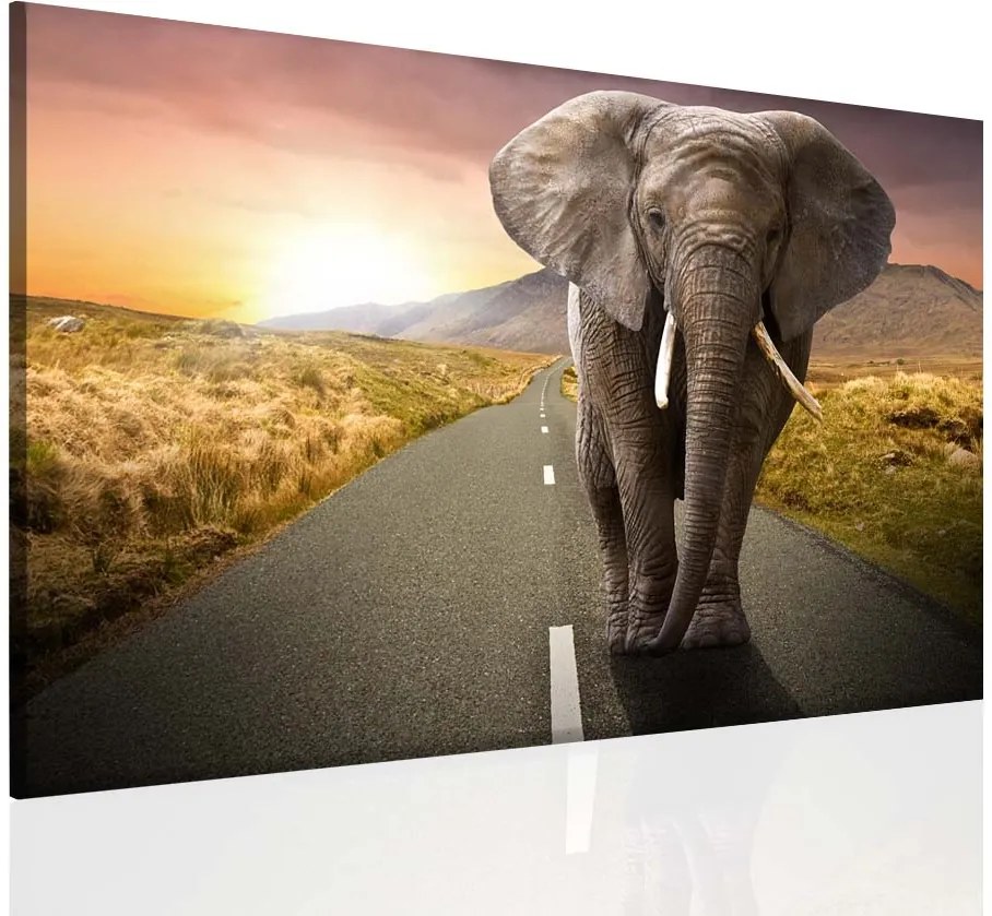 Obraz na stěnu - slon v krajině (90x60 cm) - InSmile ®