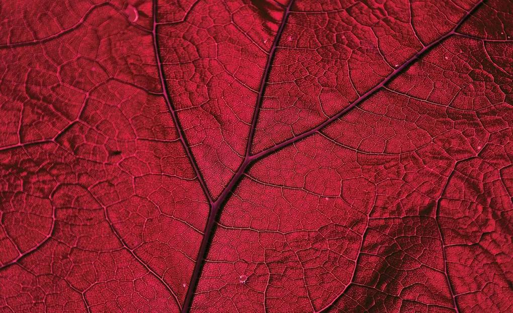 Fototapeta - Makro list -  červený (152,5x104 cm)