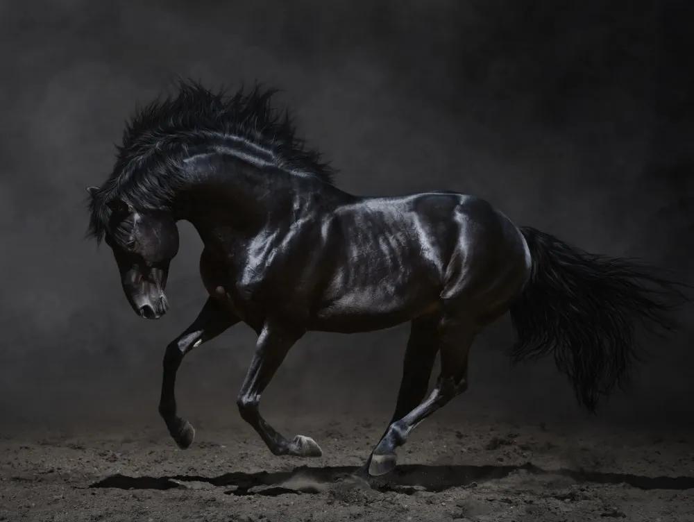 Vícedílný obraz Černý Kůň Ve Cvalu Nedostatek Nedostatek Přírodní plátno 160x120