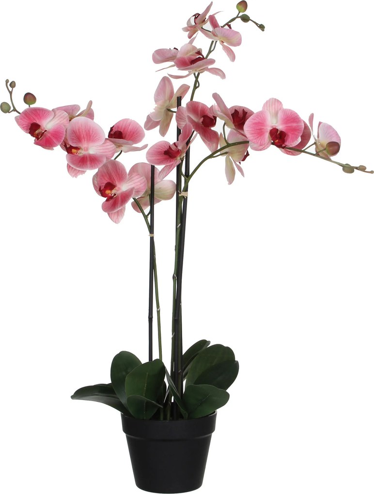 XXXLutz ORCHIDEJ 79 cm - Umělé květiny - 004536028904