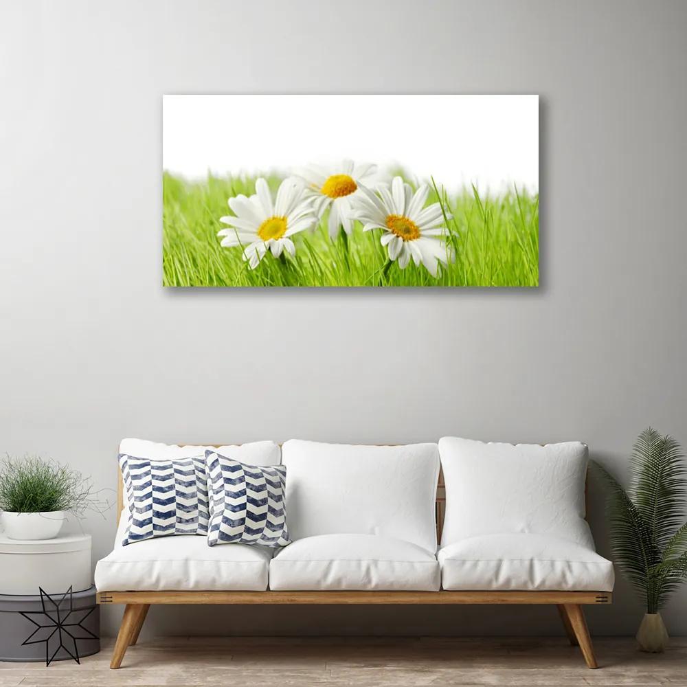 Obraz na plátně Sedmikráska Květiny Rostlina 100x50 cm