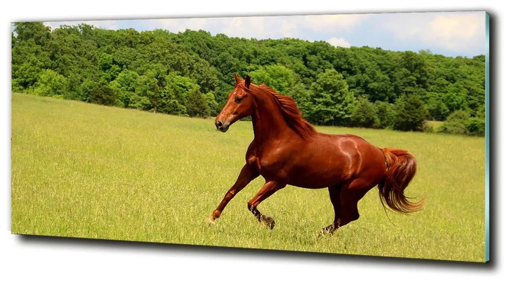 Fotoobraz skleněný na stěnu do obýváku Kůň na louce