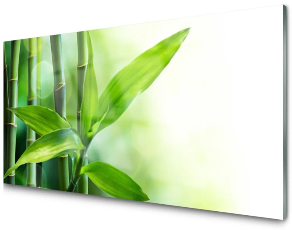 Skleněný obraz Bambus List Rostlina Příroda