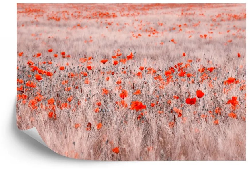 Fototapeta Poppy Field Hladký vinyl 360x240