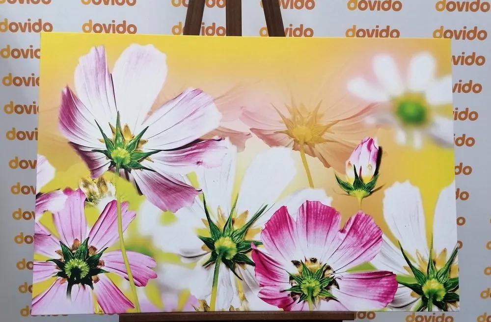 Obraz letní květiny - 60x40 cm