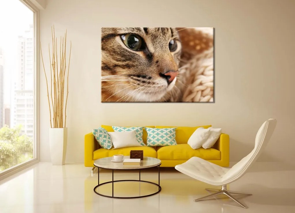 Obraz kočka Velikost (šířka x výška): 150x100 cm