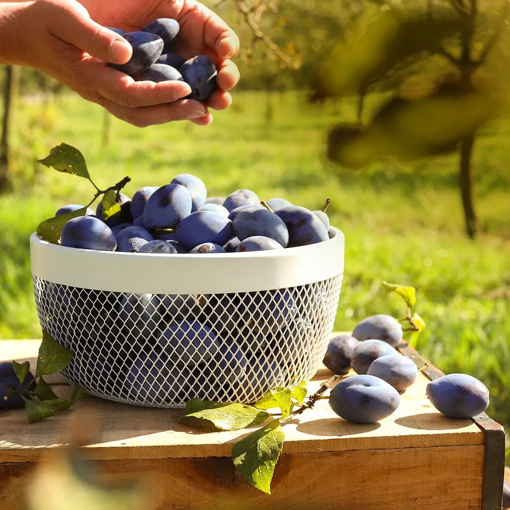 TESCOMA Košík na ovoce ONLINE