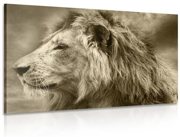 Obraz africký lev v sépiovém provedení Varianta: 120x80