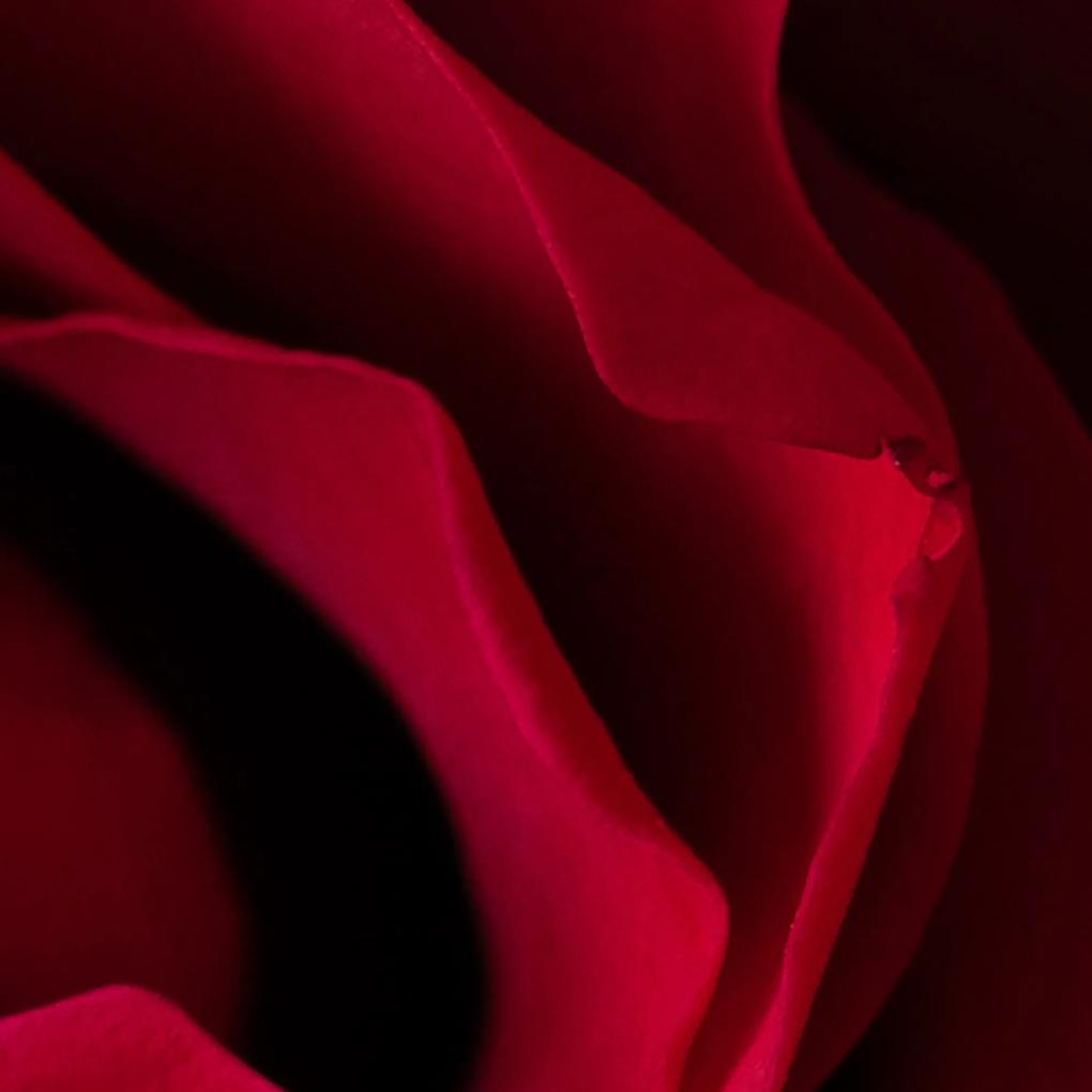 Malvis ® Tapeta Růže detail Vel. (šířka x výška): 216 x 140 cm