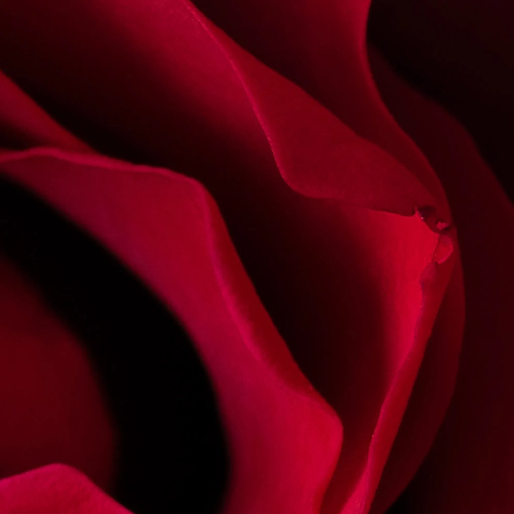 Malvis ® Tapeta Růže detail Vel. (šířka x výška): 288 x 200 cm