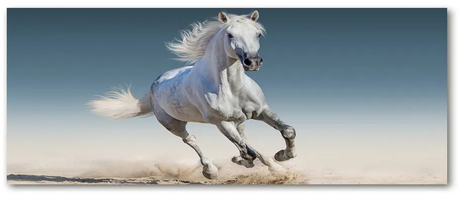 Wallmuralia Foto obraz akrylové sklo Bílý kůň ve cvalu 125x50 cm