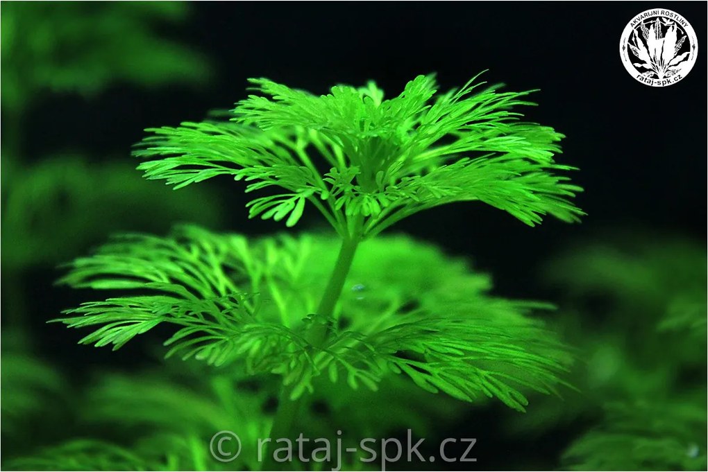 Limnophila sessiliflora