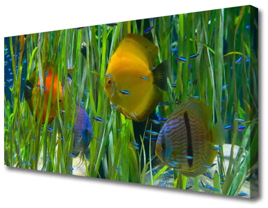 Obraz na plátně Ryba Řasy Příroda 100x50cm
