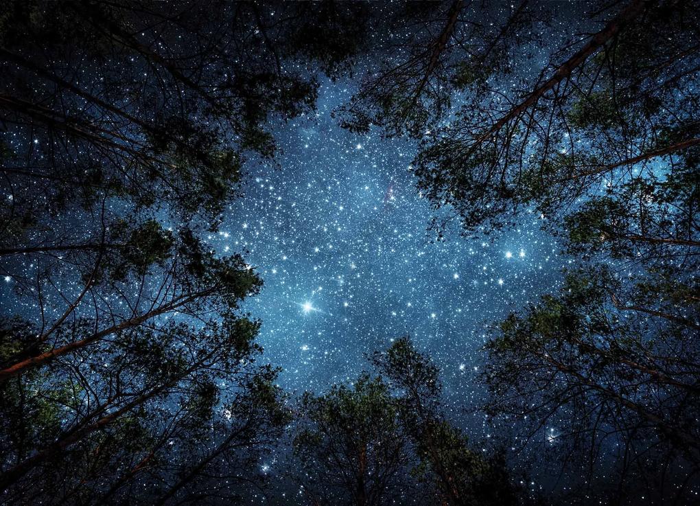 Malvis ® Tapeta Noční obloha v lese Vel. (šířka x výška): 432 x 290 cm