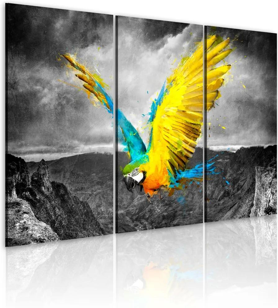 Obraz - Bird-of-paradise - 120x80