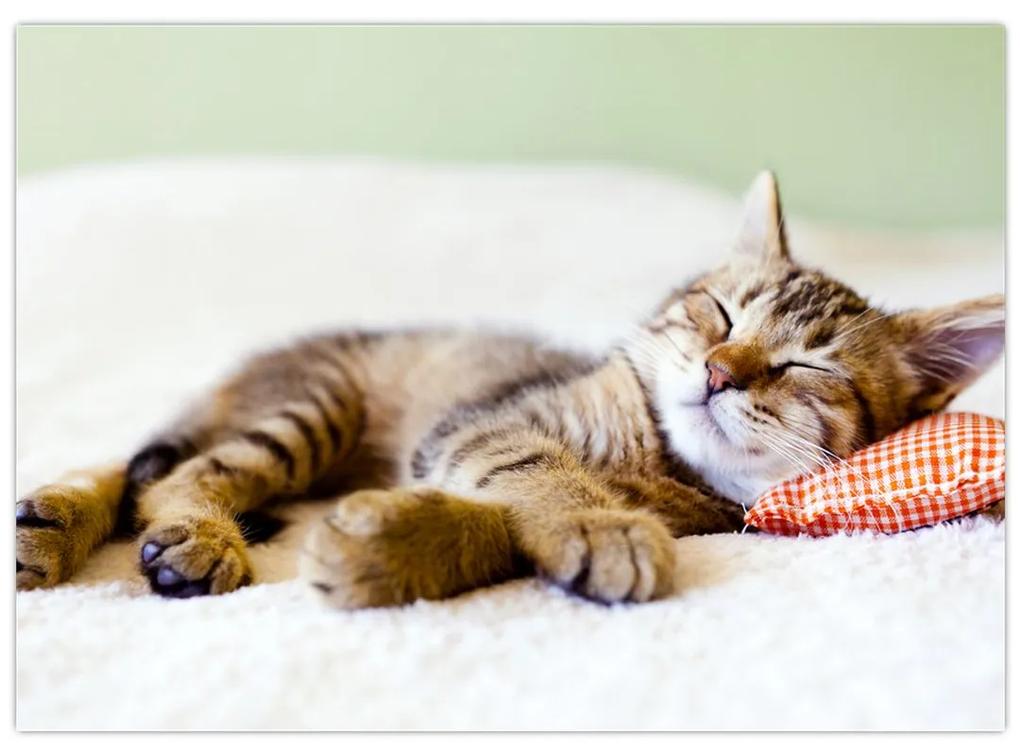 Skleněný obraz - Spící kotě (70x50 cm)