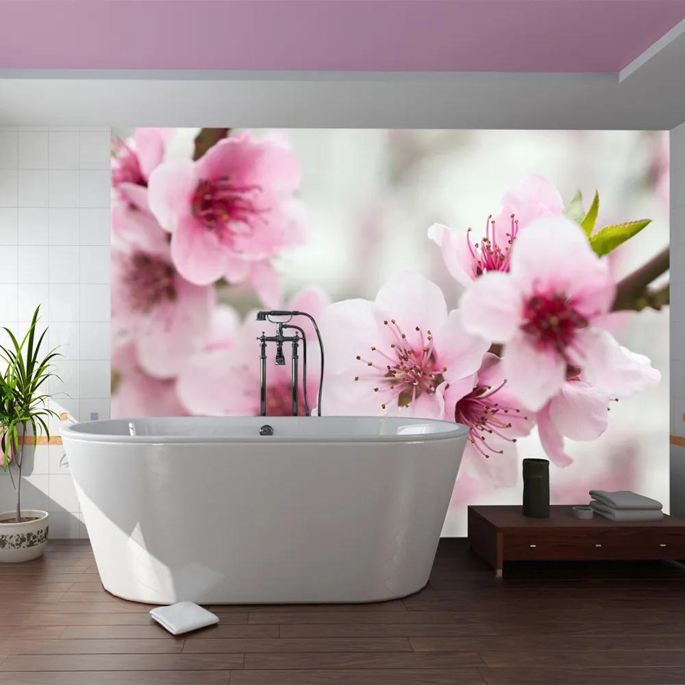 Fototapeta Bimago - Spring, blooming tree - pink flowers + lepidlo zdarma 200x154 cm