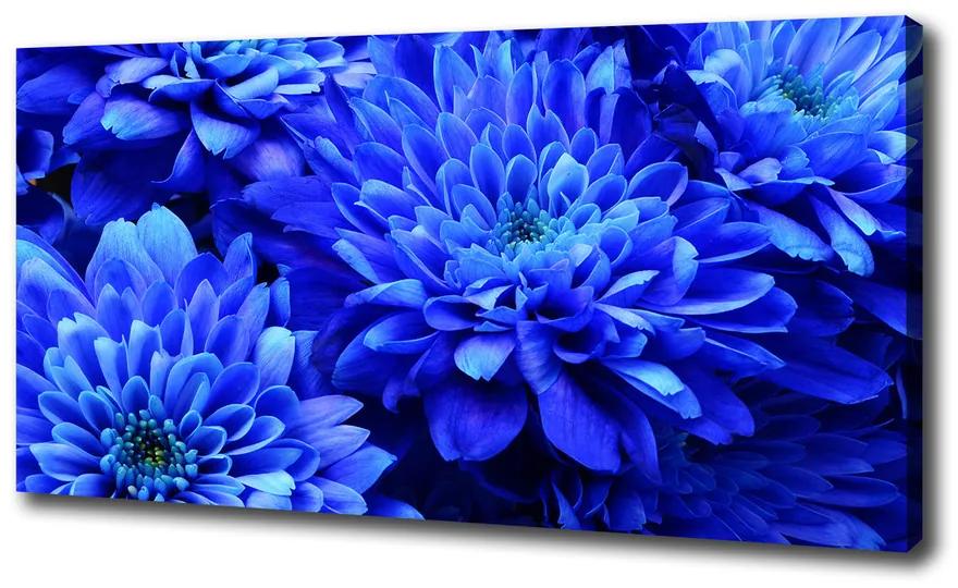 Wallmuralia Foto obraz na plátně Modrá astra 100x50 cm