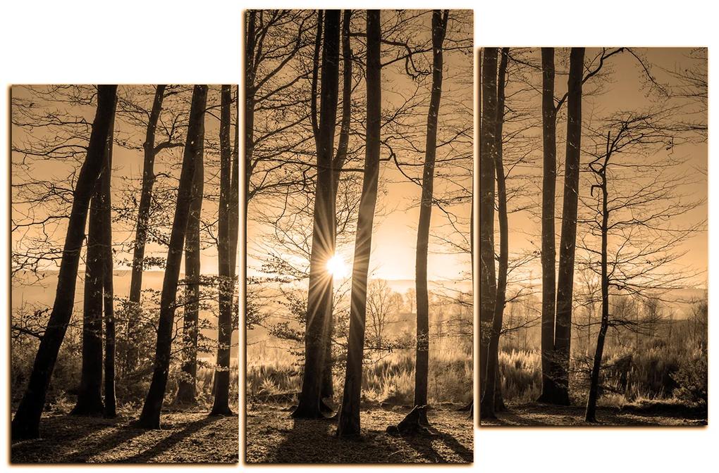 Obraz na plátně - Podzimní ráno v lese 1251FD (105x70 cm)