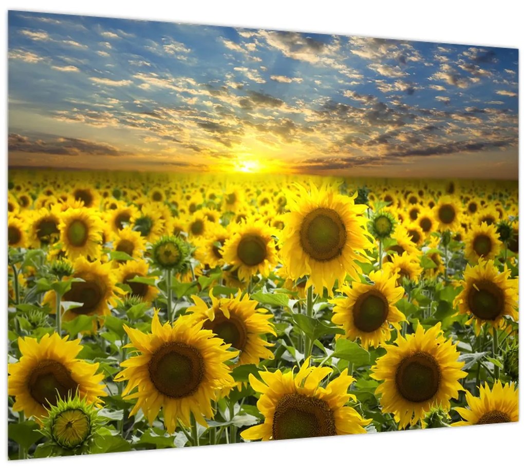 Skleněný obraz - Slunečnice při západu slunce (70x50 cm)
