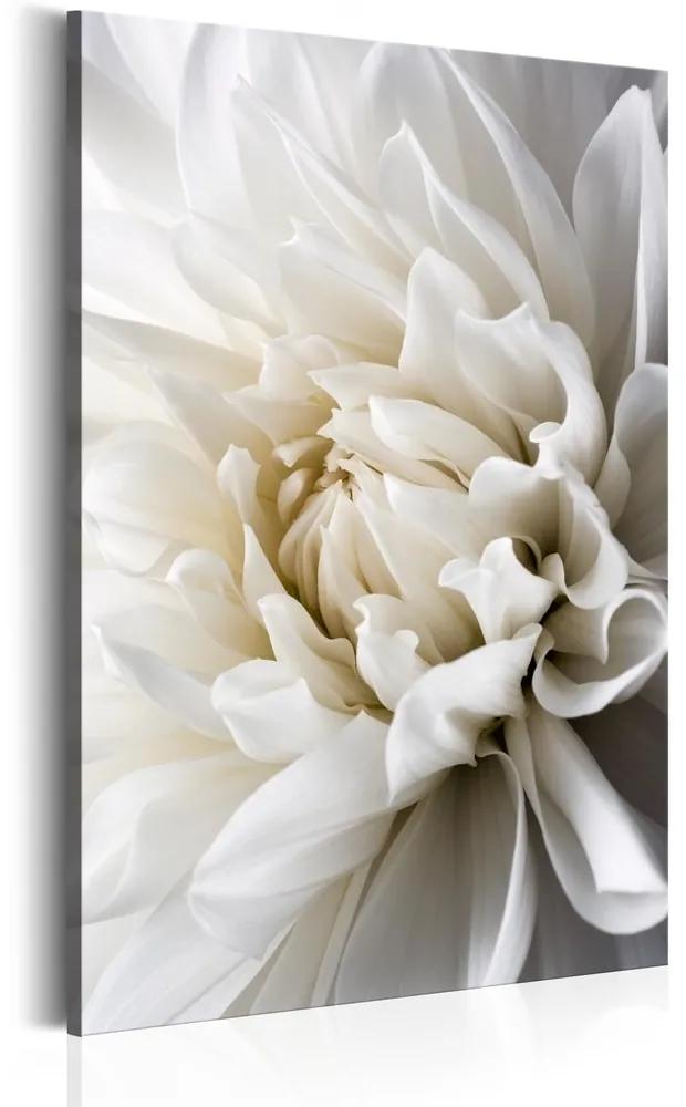 Obraz bílý květ - White Dahlia