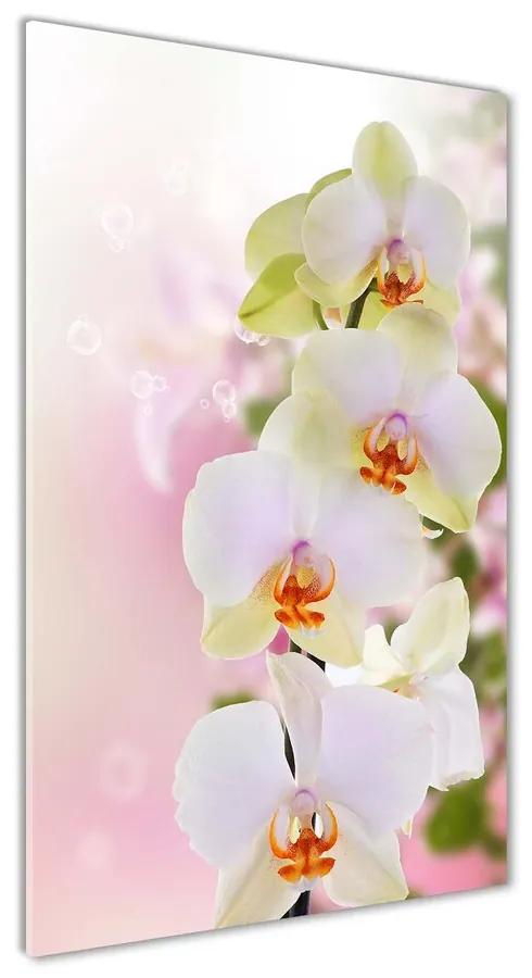 Wallmuralia Foto obraz akryl do obýváku Bílá orchidej 60x120 cm