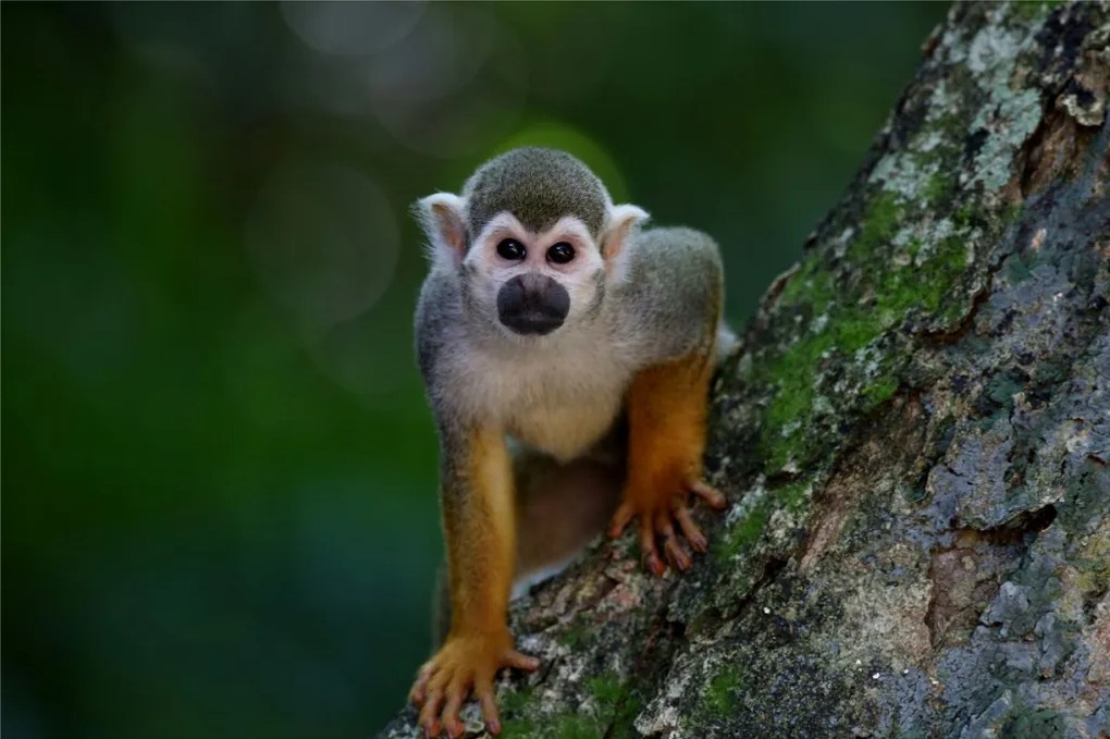 Obraz opička Velikost (šířka x výška): 120x80 cm