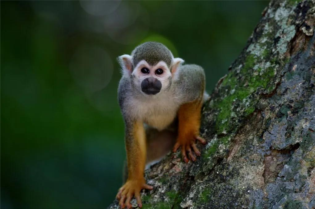 Obraz opička Velikost (šířka x výška): 60x40 cm