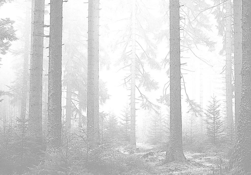 Postershop Fototapeta vliesová: Černobílý les (3) - 254x184 cm