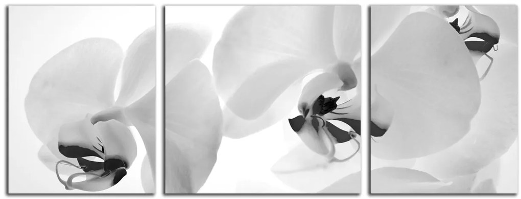 Obraz Orchideje , vícedílný