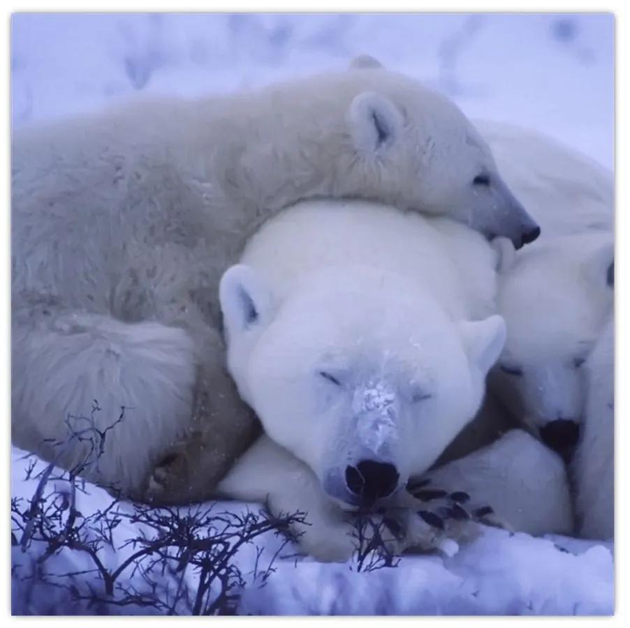 Obraz - Lední medvídci (30x30 cm)