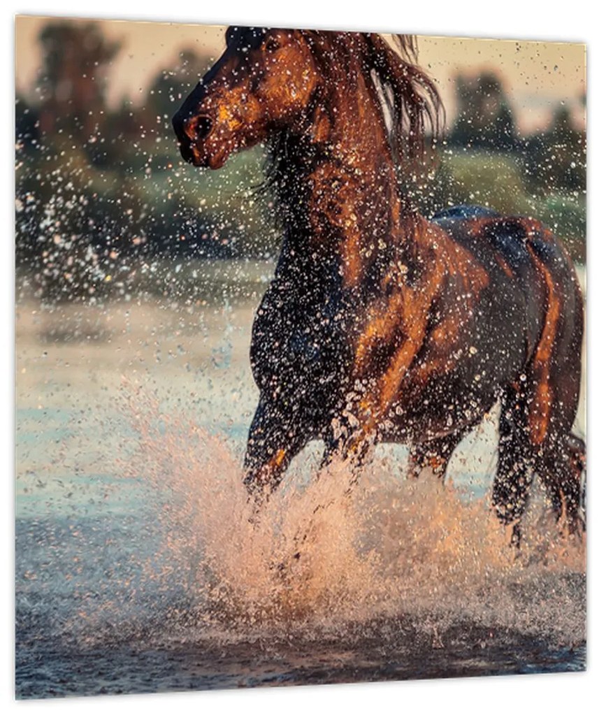 Obraz - Běžící kůň (30x30 cm)