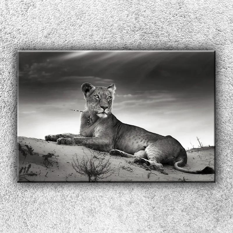 Foto na plátno Ležící lev 1 120x80 cm