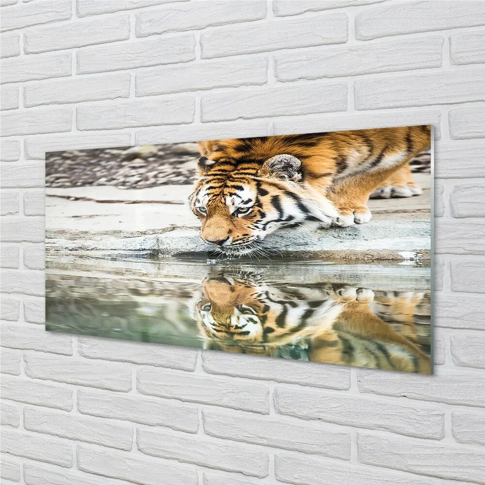 Obraz na skle tiger pití 125x50 cm