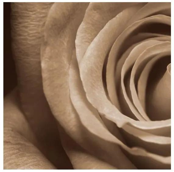 Černobílý obraz květu růže (30x30 cm), 40 dalších rozměrů