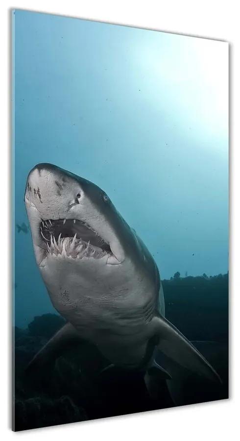 Wallmuralia Foto obraz sklo tvrzené Velký žralok 60x120 cm