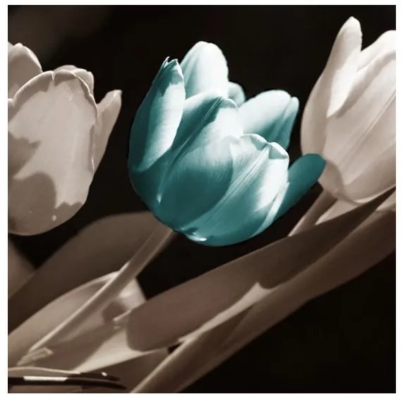 Obraz modrého květu tulipánu (50x50 cm), 40 dalších rozměrů