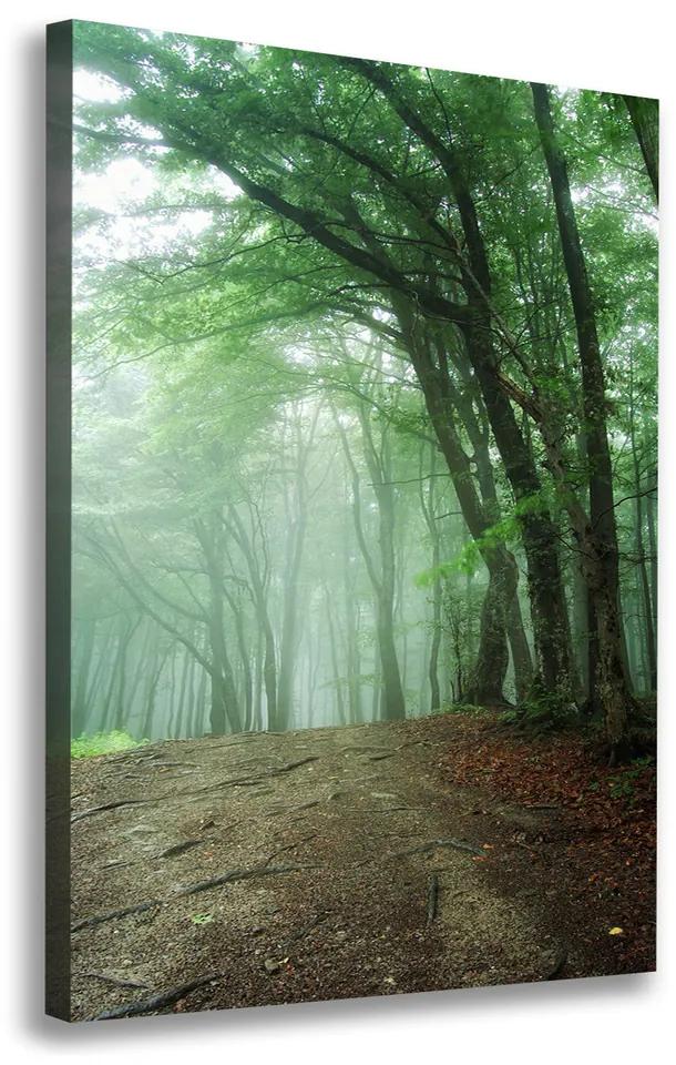 Wallmuralia Foto obraz canvas Mlha v lese 70x100 cm