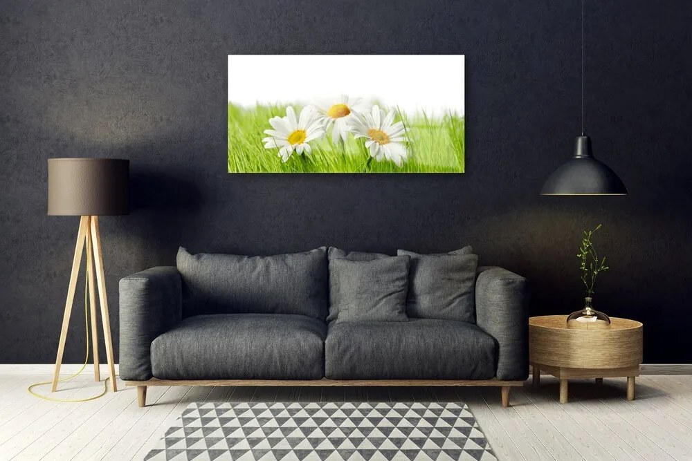 Obraz na skle Sedmikráska Květiny Rostlina 140x70 cm