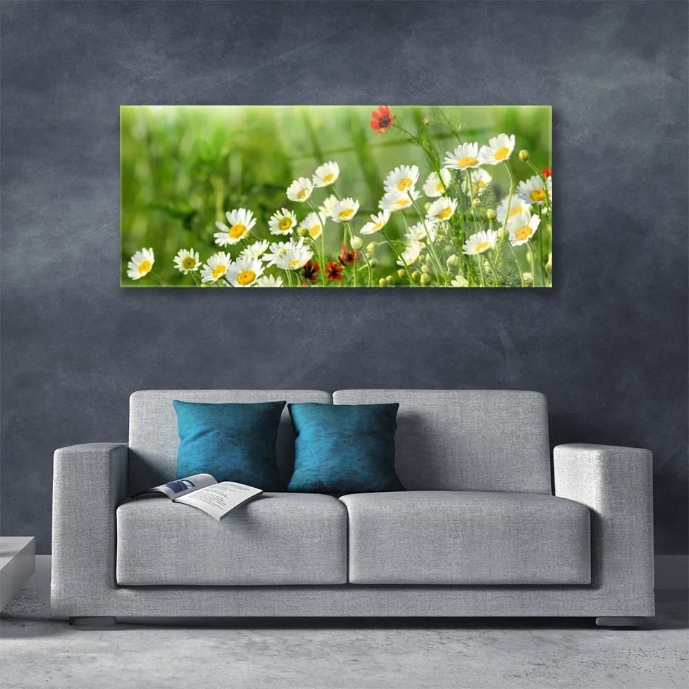 akrylový obraz Sedmikráska Rostlina Příroda 125x50 cm