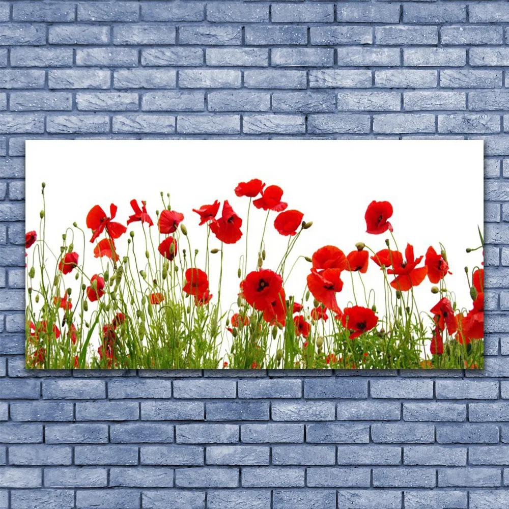 Plexisklo-obraz Máky Květiny Příroda 120x60 cm