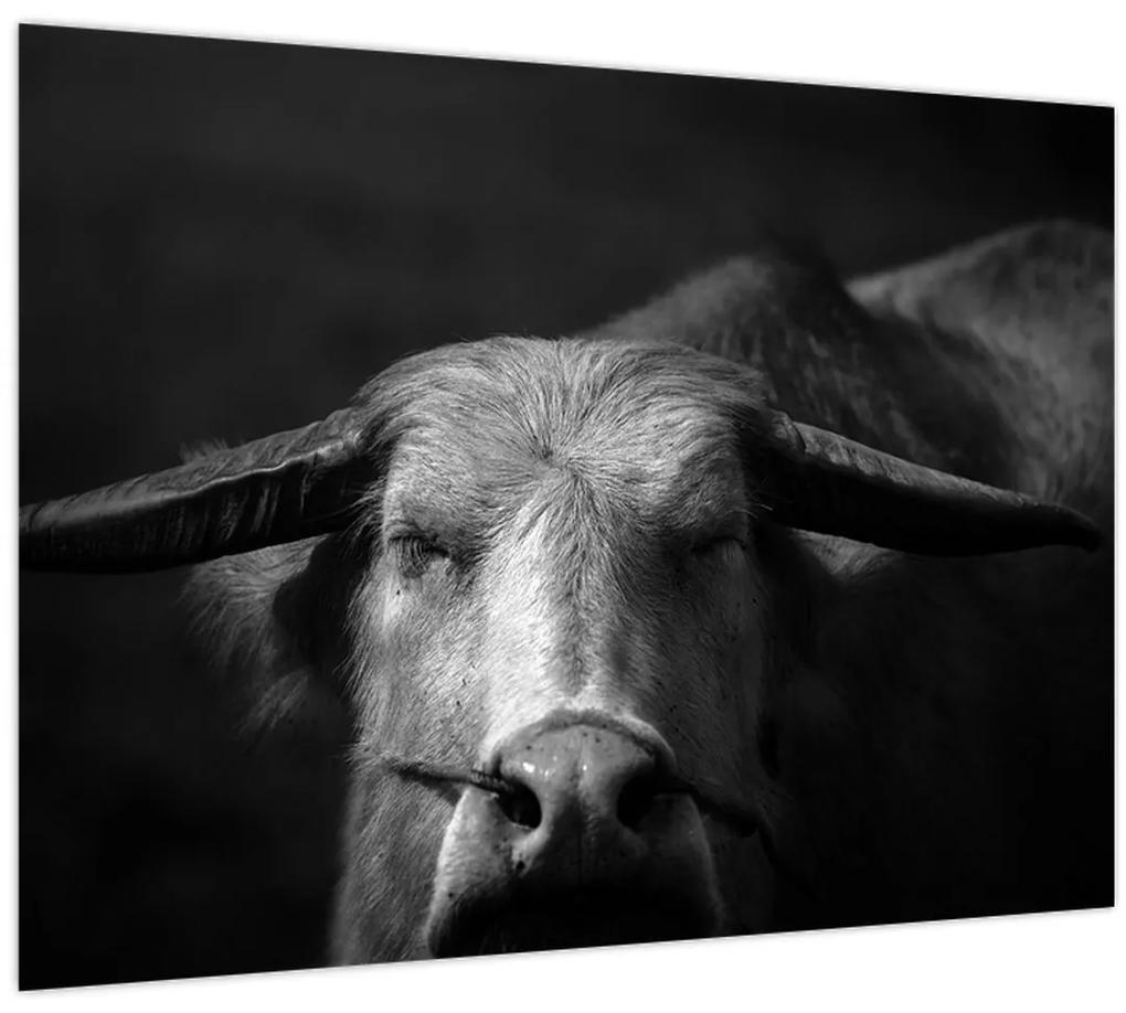 Obraz - Kráva (70x50 cm)