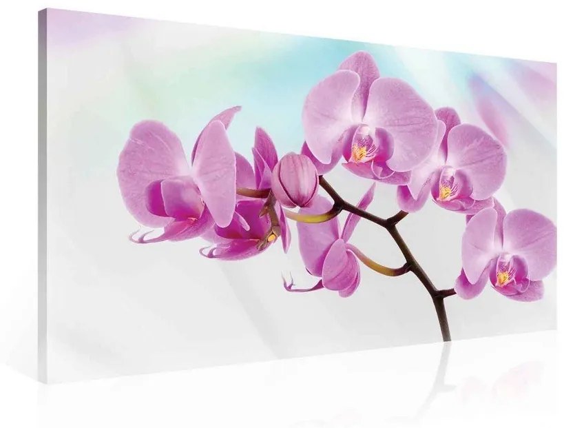 Postershop Obraz na plátně: Fialová Orchidea - 75x100 cm
