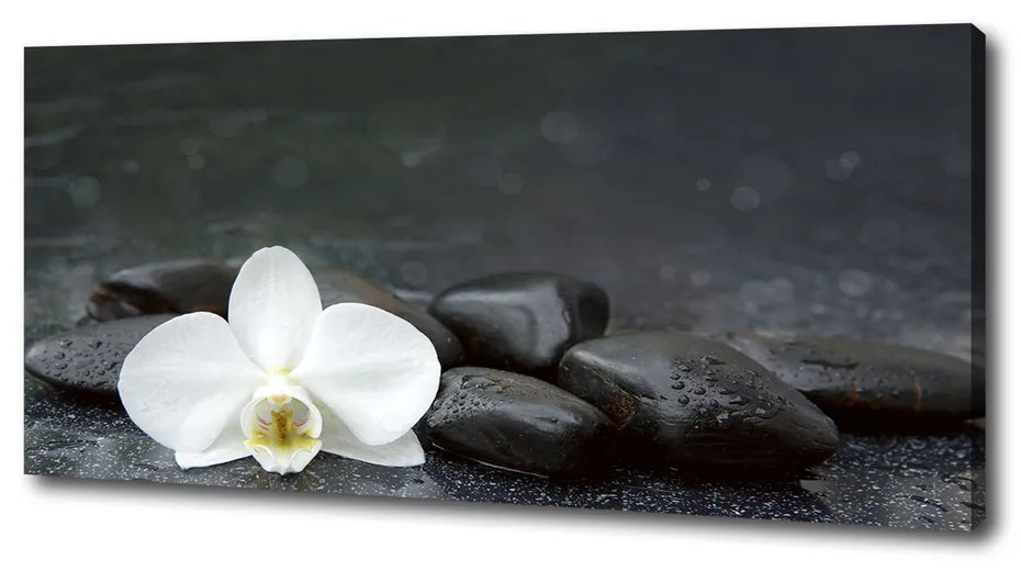 Wallmuralia Foto obraz na plátně Orchidej 125x50 cm
