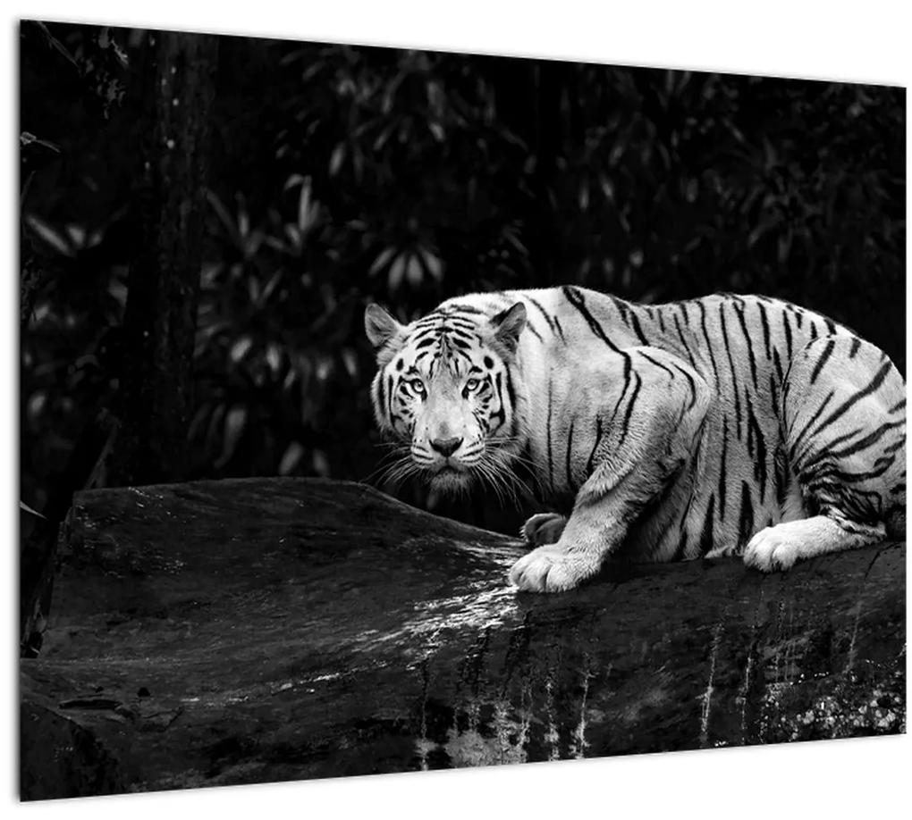 Skleněný obraz - Tygr albín, černobílý (70x50 cm)