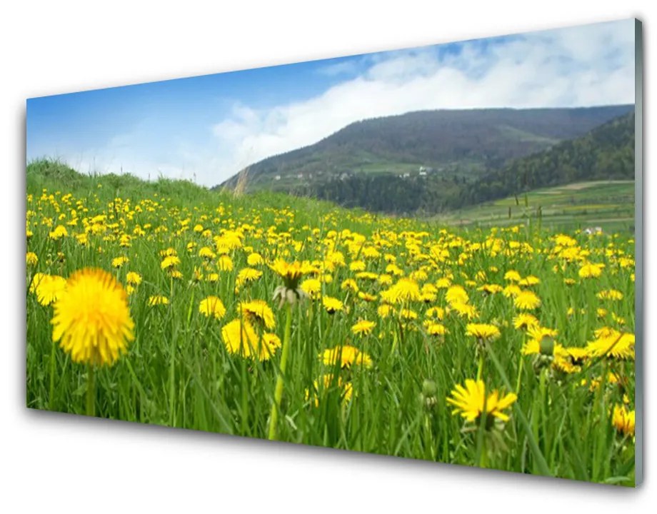 Obraz na skle Pampeliška Příroda 140x70cm